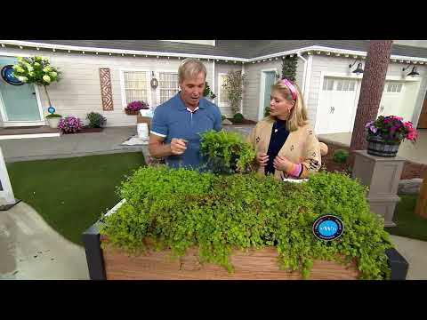 Phillip Watson Designs 6-Piece Creeping Jenny Live Plants on QVC