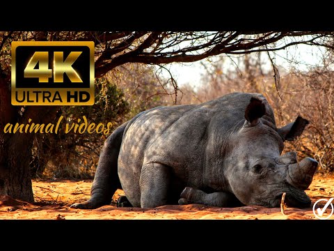 THE WONDERS OF WILDLIFE: CAPTIVATING ANİMAL WORLD IN STUNNING 4K FOR TV