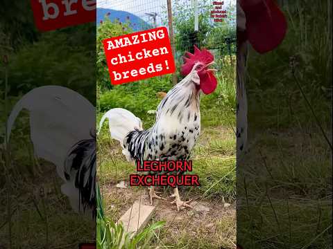 Amazing roosters of different chicken breeds from Ayam Cemani to Leghorn #rooster #chickens #hühner