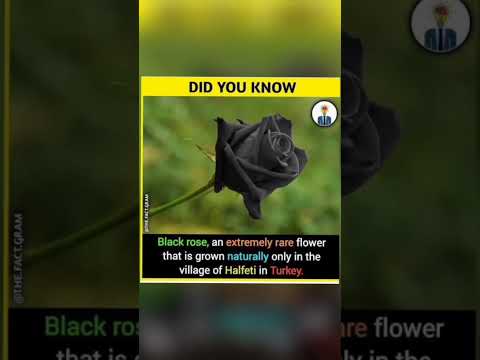 Extremely Rare Black Rose 🌹🖤#trending #viral #black #blackrose #like #subscribe #shorts #ytshorts