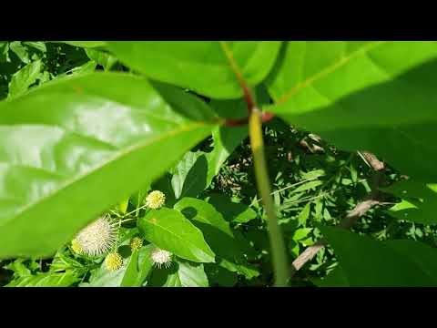 ID That Tree: Buttonbush