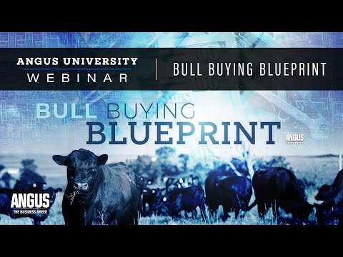 Bull Buying | WEBINAR - January 25th, 2022 - (Jeff Mafi, Mark Johnson, Dr. Jill Peine)