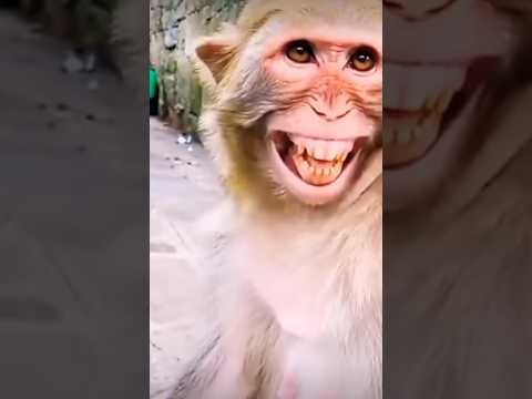 Laughing Monkey ???????? || #laughing #monkey #shorts #short #trending #viral #shortvideo