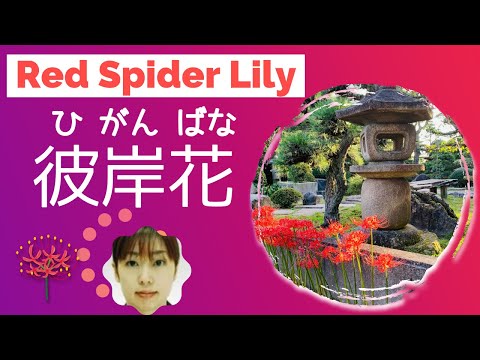 Demon Slayer: Kimetsu no Yaiba - Red Spider Lily flower meaning