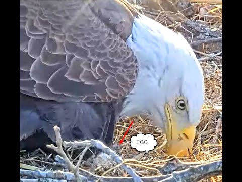 Dulles Greenway VA Eagles 02 01 22 338pm Congrats Mom & Dad on 1st 🥚egg this season 247pm Dad gav