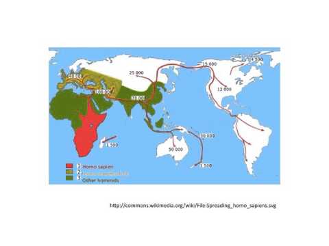 Evolution: Molecular Clock