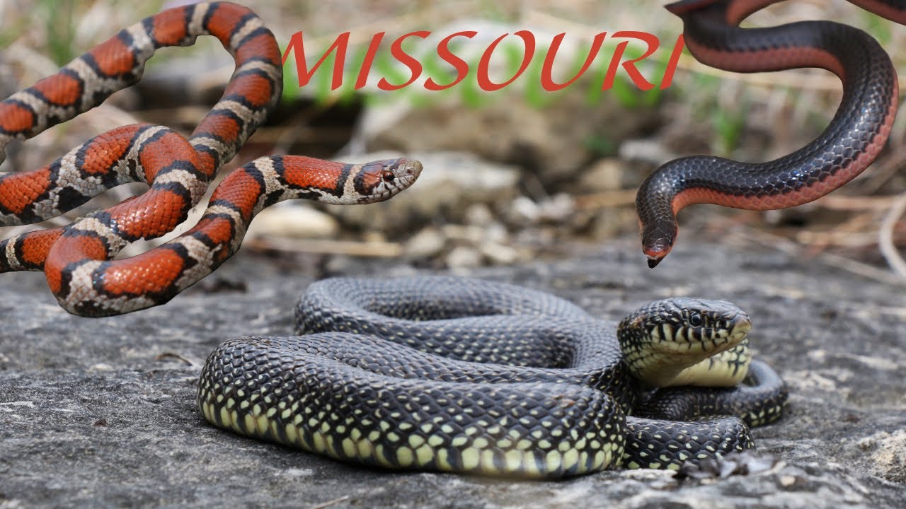 Snakes of Missouri: Kingsnakes, Milksnakes, Worm snakes