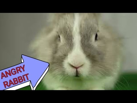 7 signs of an angry RABBIT | How to tell if your rabbit is mad
