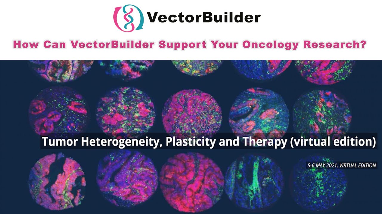 VectorBuilder Inc. | How Can VectorBuilder Support Your #Oncology Research? #THPT21