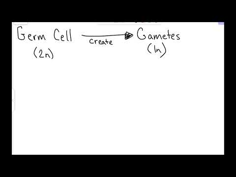 Match the reproductive system cell with its description or function. Group of answer choices Germ c…