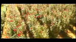 Conteudogospelfree Fe Watch HD Mp4 Video Download Free