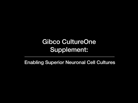 Gibco CultureOne Supplement: Superior Neuronal Cell Culture