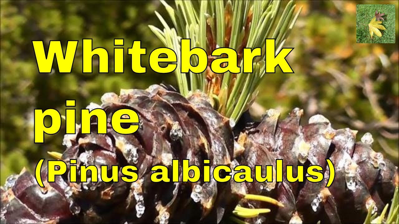 Pine Tree identification Whitebark Pine (Pinus albicaulis) White pine Pitch pine or Scrub pine. uk