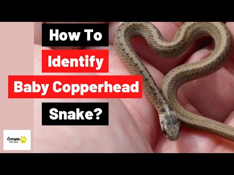 Baby Copperhead: How to identify Baby Copperhead Snake?