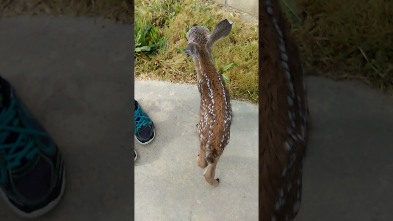 Baby deer noises