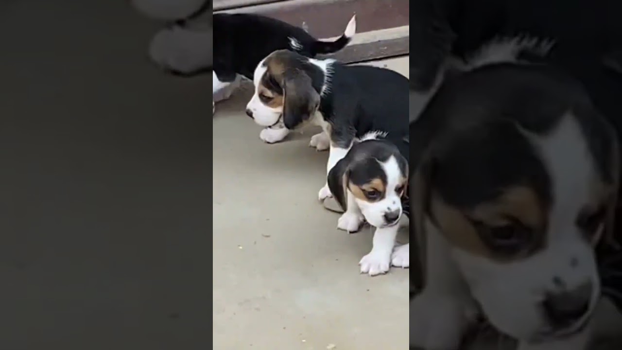 BEAGLE FIVE PUPPY WITH BLACK,BROWN AND WHITE COLOUR BABY #cutepuppy #dog #puppy #smallbreed #shorts