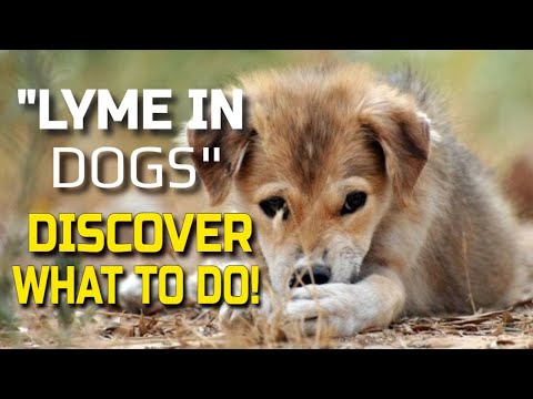 ????Lyme DISEASE IN DOGS (Symptoms, Treatment and Prevention)