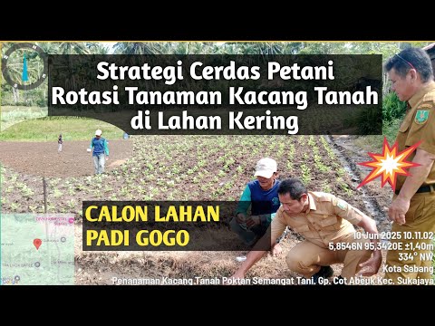 Strategi Cerdas Menanam KACANG TANAH untuk Rotasi Tanaman Padi GOGO di lahan Kering