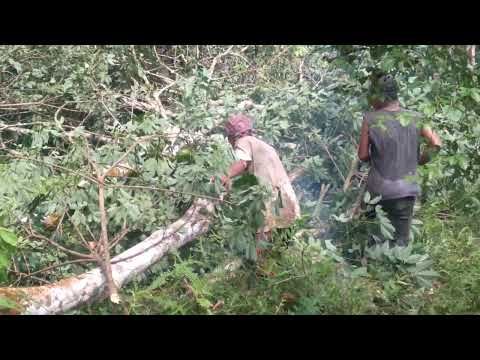 chainsaw balok kecil