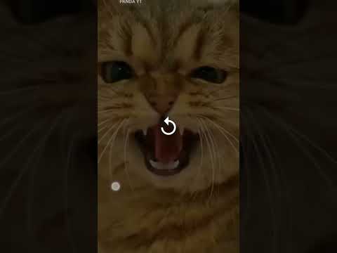 #trending #funnycat #funny #cat #gif #putin #zelensky #catlover #cats #snake #snakevideo #aaa