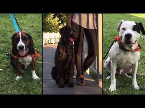 Canine Plus® Multivitamin