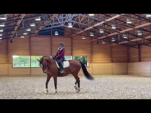 Horse Meet Pressure – Ellen Eckstein Dressage