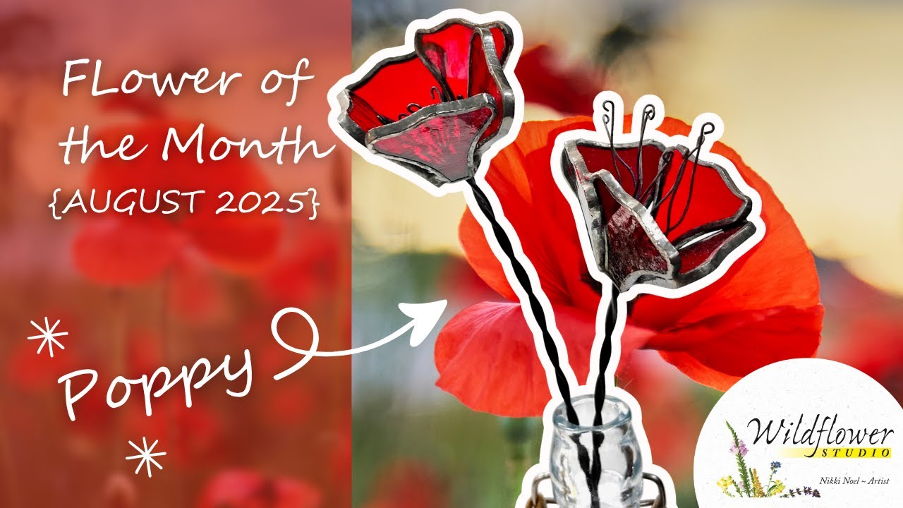 Flower of the Month: August 2025: Poppy