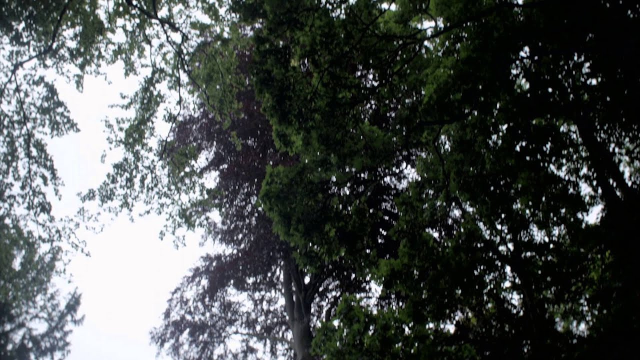 Origins of the Forest of Imagination