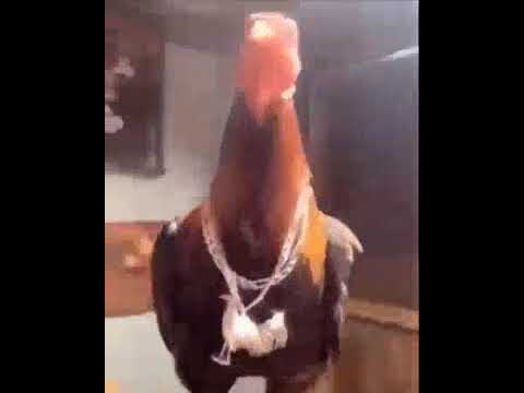 Steam Community :: Video :: hotline miami drip