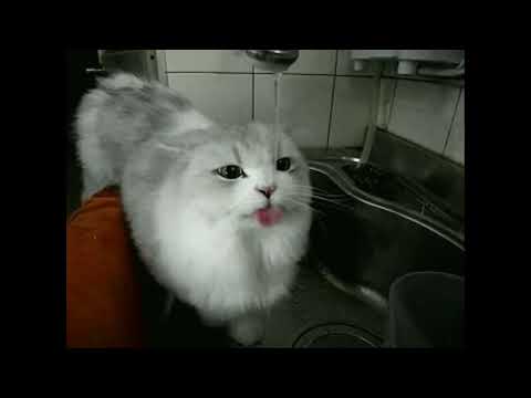 Cat GIFs Compilations