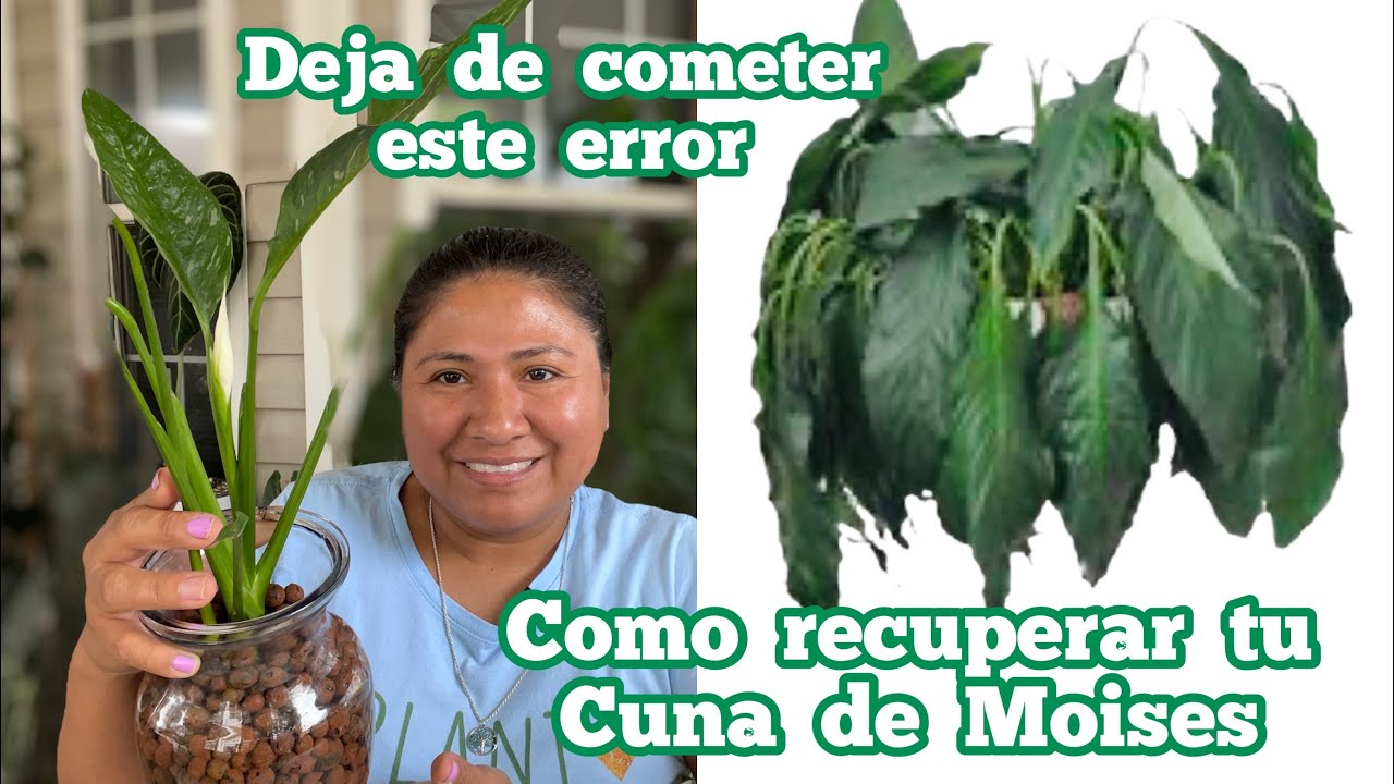CUNA DE MOISES EN AGUA Recupera tu planta  spathiphyllum deja de cometer este error