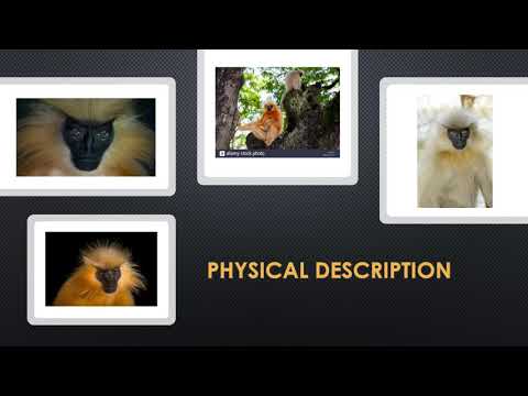 Gee's Golden Langur
