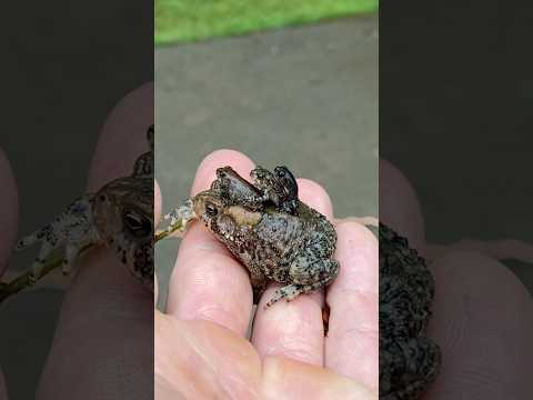 Life Finds A Way #animal #frog #toad