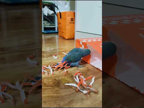 The parrot chewed off the strips of paper in preparation for building its nest. #parrots #pets