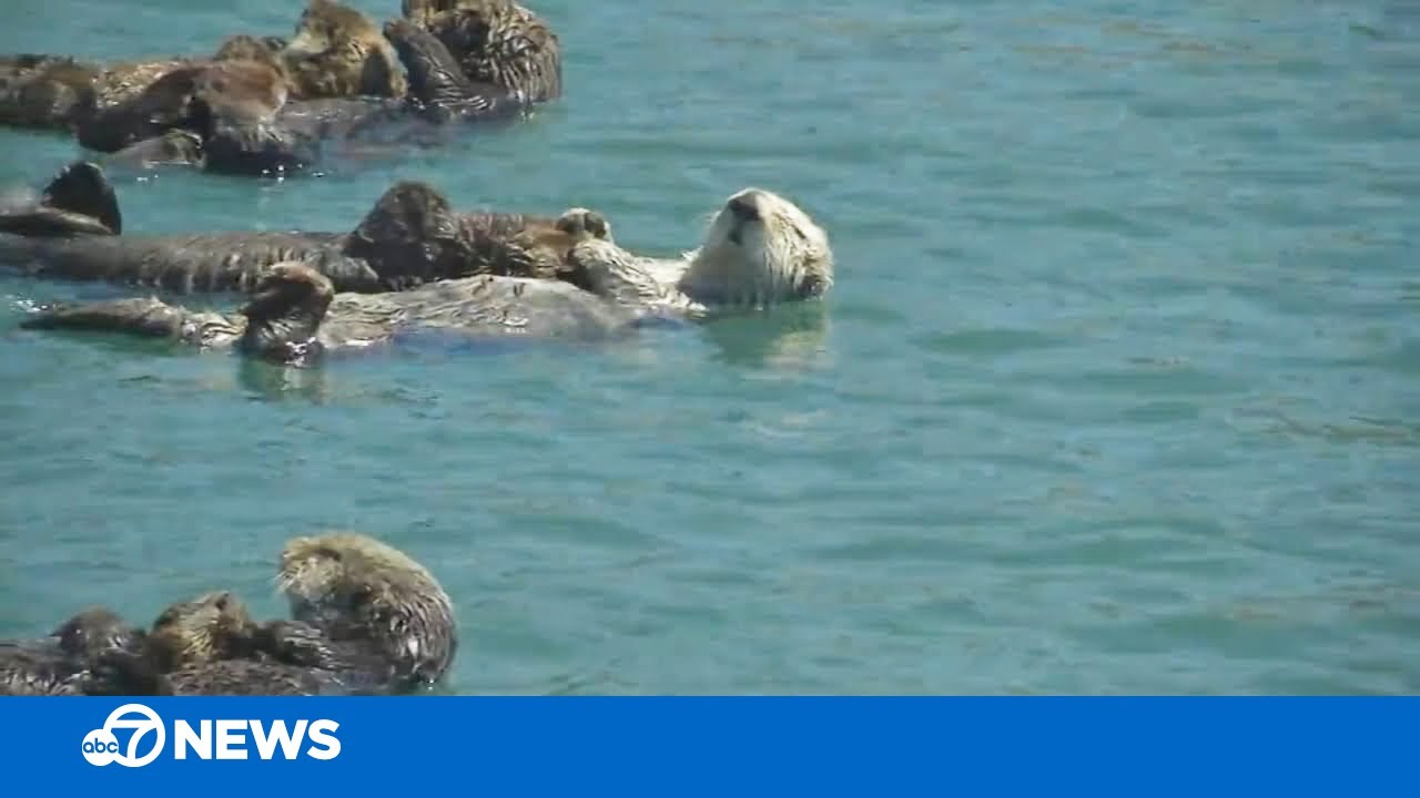 Researchers studying proposal to restore sea otter populations along Northern CA coast