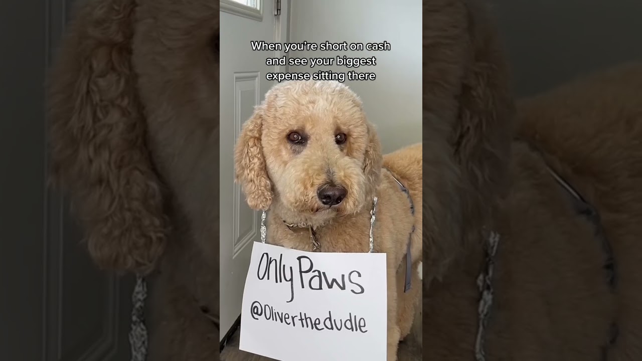 Everyone contributes in this household #goldendoodle #dogs