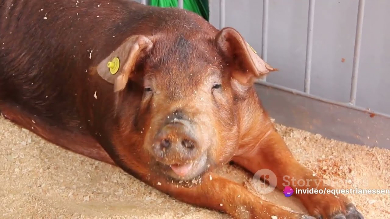 Pig Farming 2.0: Tech Revolution from AI to Robots