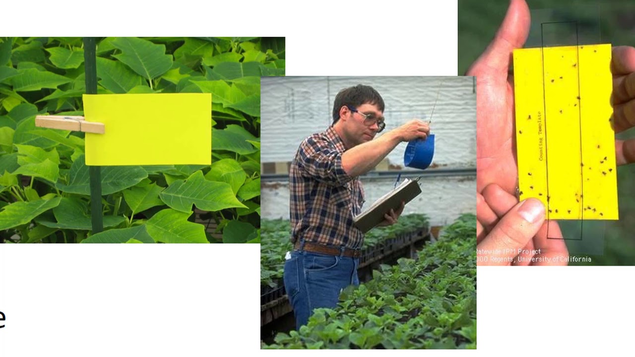 Sampling and Detection Tools
