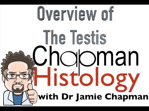 3 Minute Histology - Overview Of The Testis