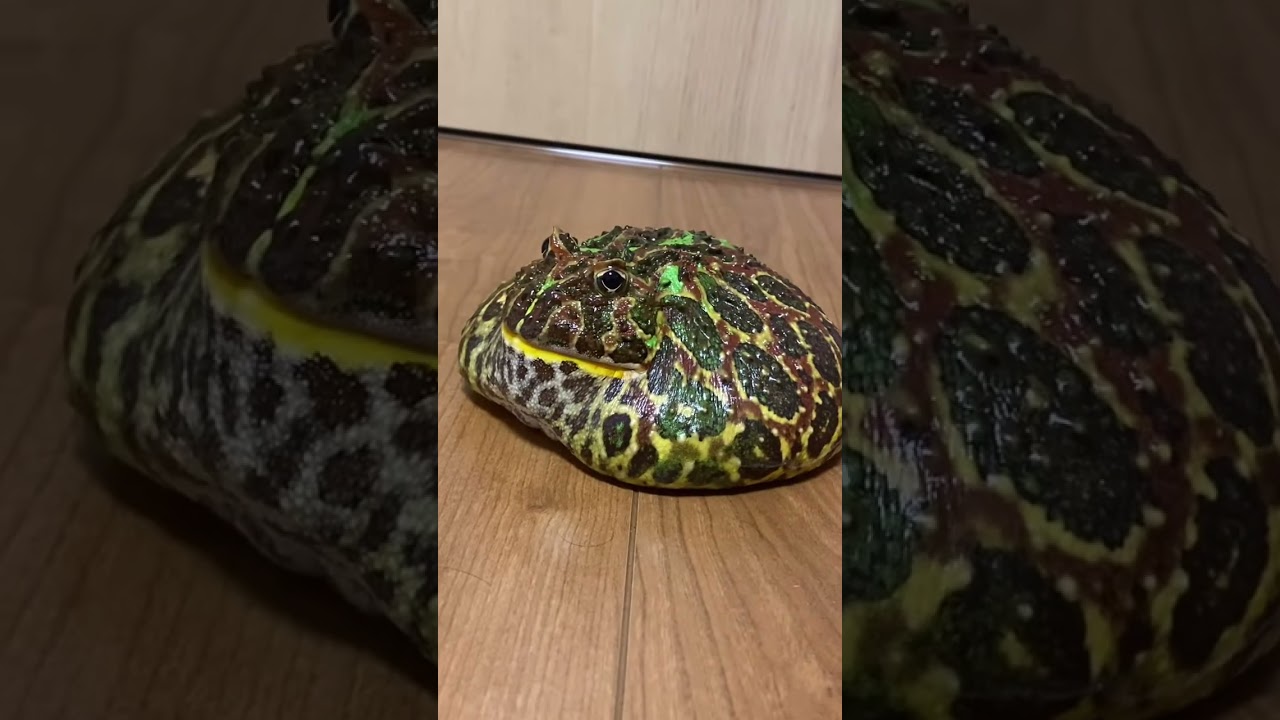 Round Pacman frog’s jump hides its feet in Shibuya, Tokyo, Japan