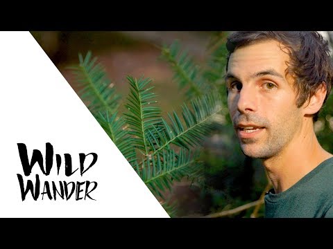 The Critically Endangered Torreya Tree • WILD WANDER: Apalachicola River