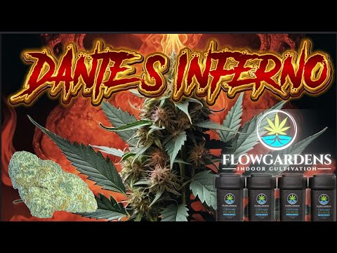 Trying Dante's Inferno from Flow Gardens THCA Flower Cannabis Review