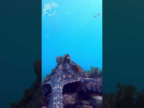 Octopus steals the camera #short #octopus #cephalopod #biology #marinebiology #pulpo #pinkpanter