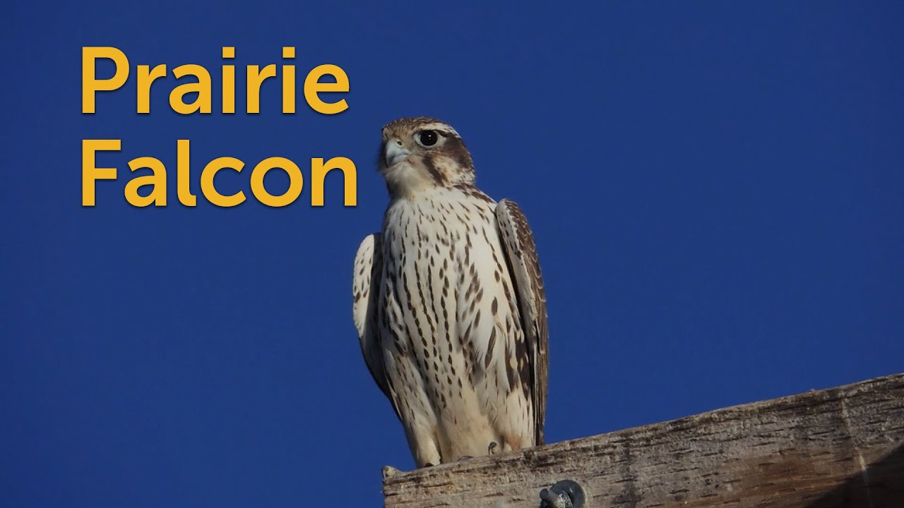 Prairie Falcon: Plains Rover