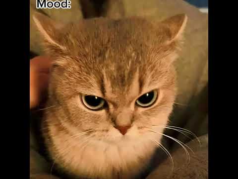 Cute cat memes to send to a friend