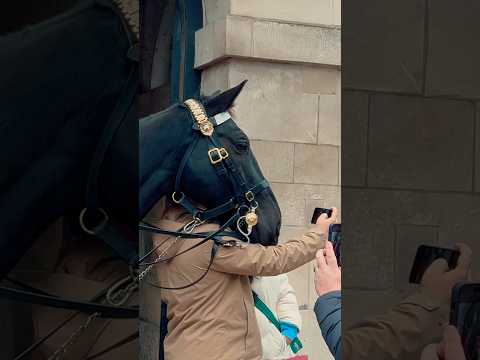 HORSE IS USED TO SELFIES! πΈ | Horse Guards, Royal guard, Kings Guard, Horse, London, 2024