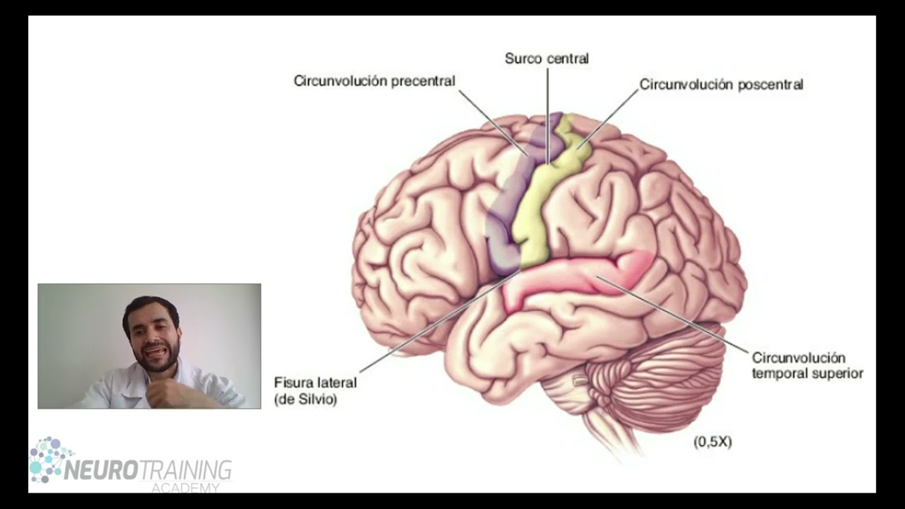 Parietal lobe neuroanatomy