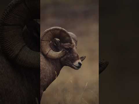 From Sheep to Bighorn🤩Exploring the Wonders of Mountain Wildlife #bighorn #sheep