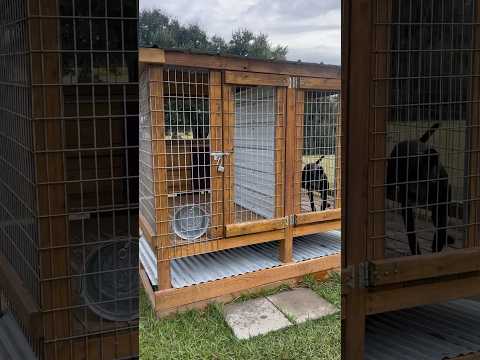 Custom 4x6 2bay dog kennel