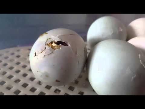 Runner Duck Hatching from Egg. Cute Duckling!